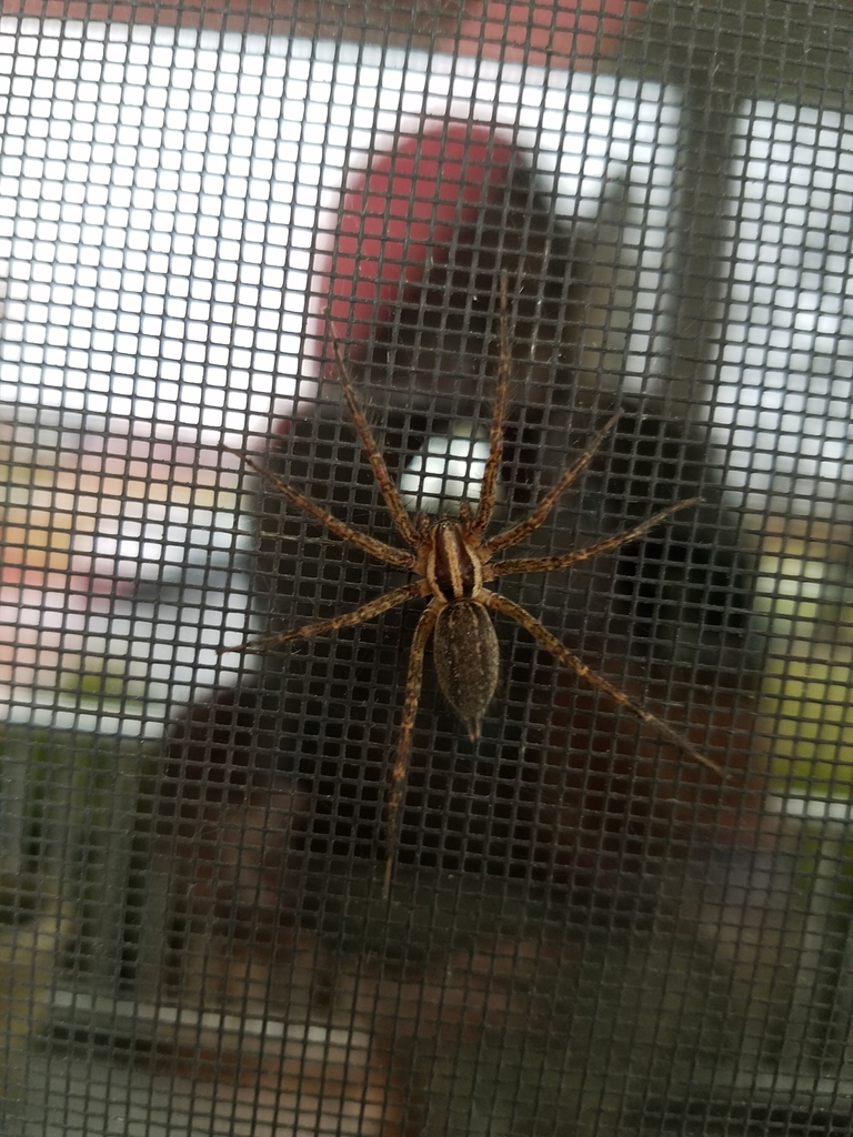 Grass Spiders from 6906 Davis Rd, Hilliard, OH 43026, USA on November ...