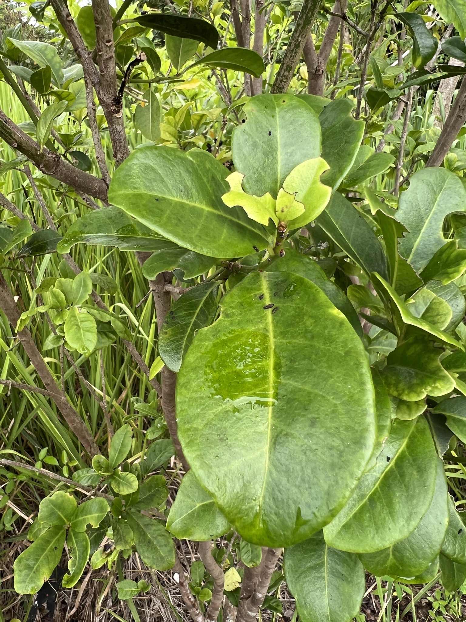 Guapira fragrans (Dum.Cours.) Little