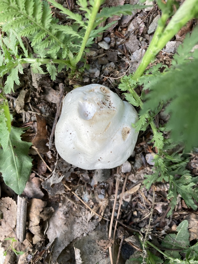Fungi Including Lichens from Clark Fork Natural Park, Missoula, MT, US ...