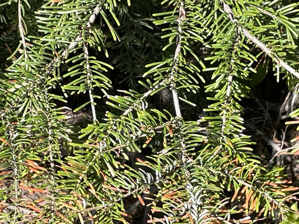 Pacific silver fir from Okanogan - Wenatchee National Forest, Naches ...