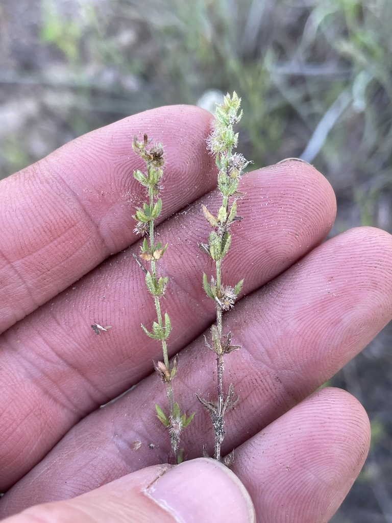 Southwestern bedstraw from I-20 Service Rd, Willow Park, TX, US on May ...
