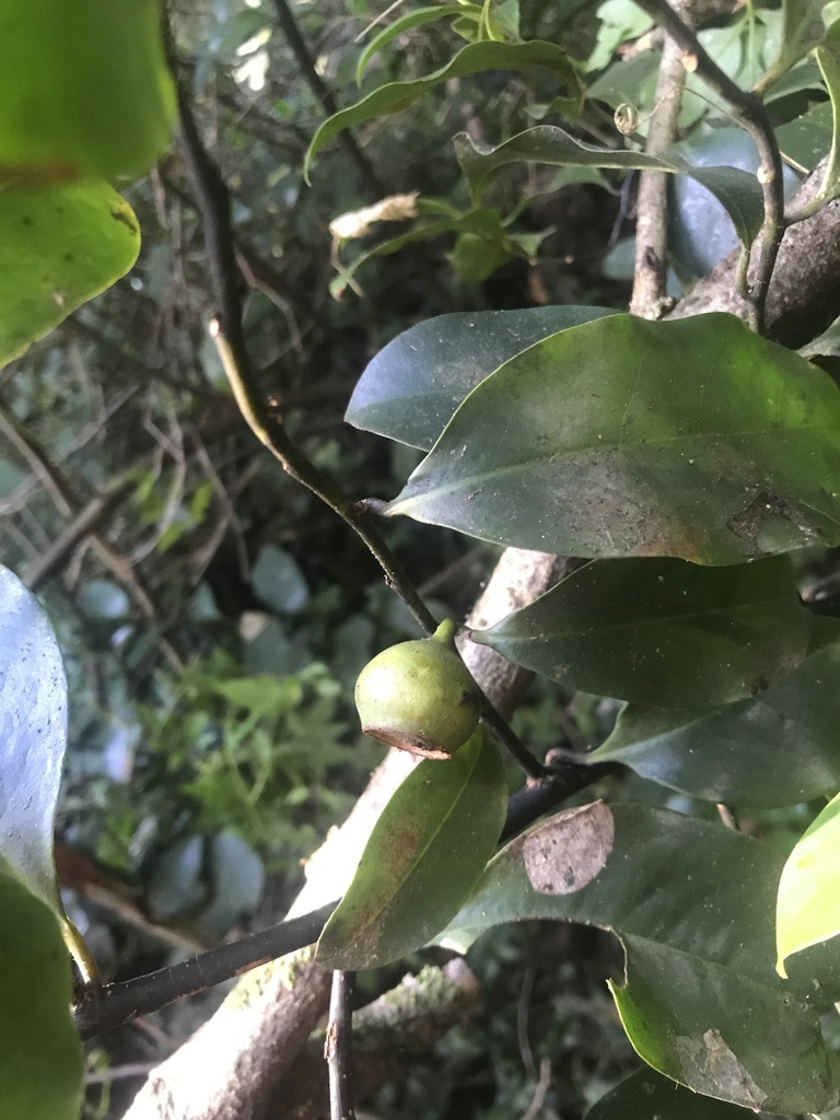 Bolwarra from Northmead, NSW, AU on May 30, 2023 at 09:01 AM by ...