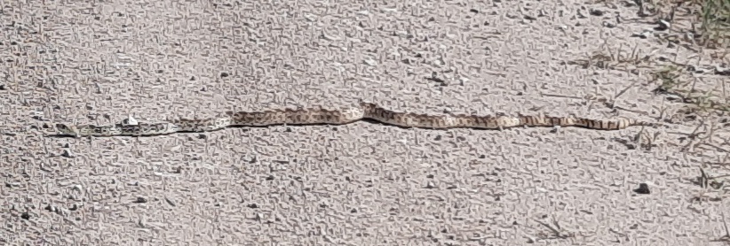 Gopher Snake from Dawes County, NE, USA on May 29, 2023 at 04:08 PM by ...