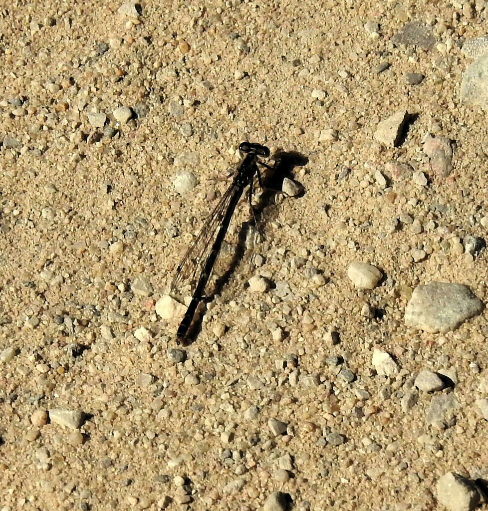 Dusky Clubtail from Natalie Lake on May 29, 2023 at 09:06 AM by Michael ...