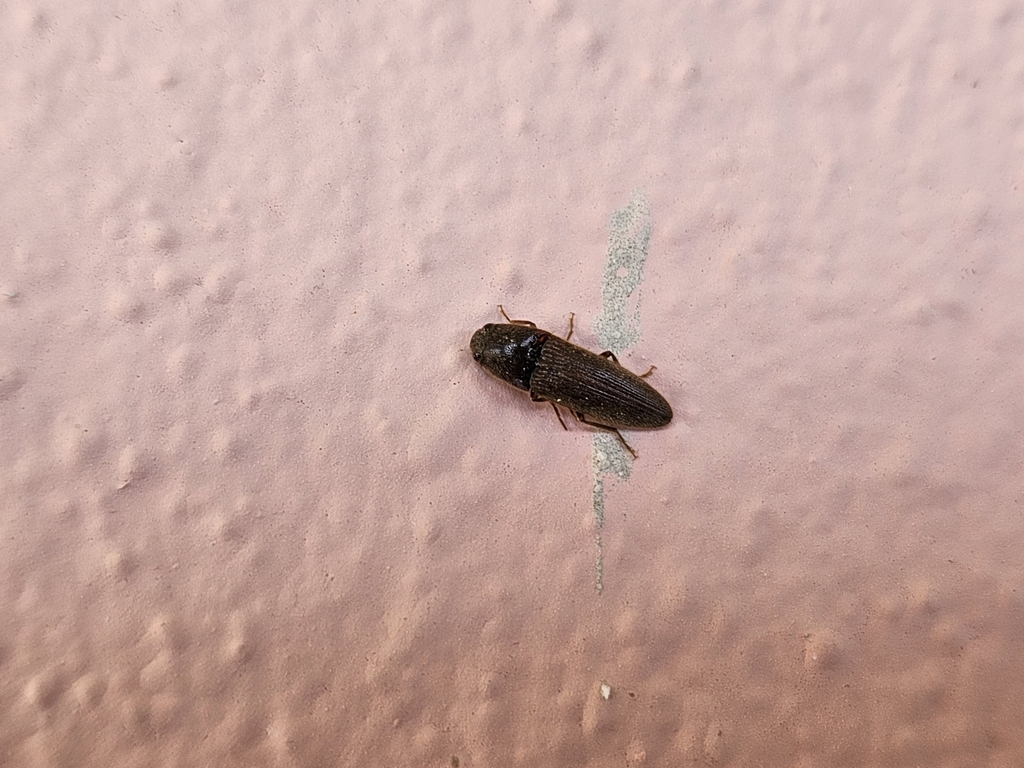 Cucubano from Palmas, Arroyo, Puerto Rico on May 29, 2023 at 04:49 PM ...