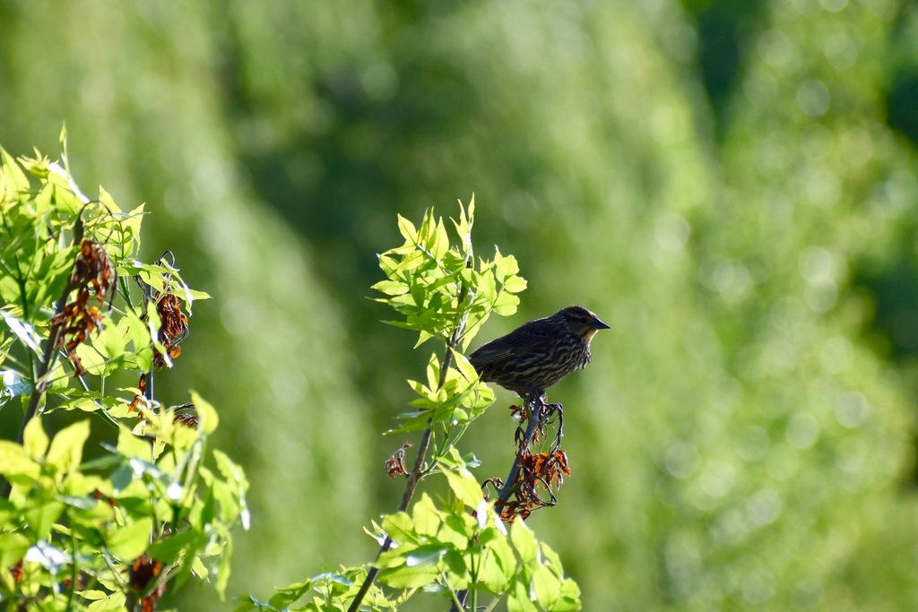 Red-winged Blackbird from Rosemère, QC, Canada on May 29, 2023 at 08:01 ...