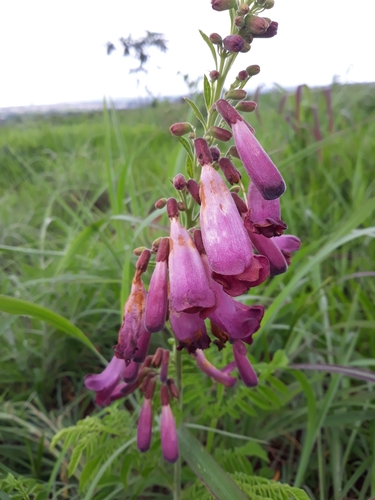 Jacaranda rufa · iNaturalist Mexico