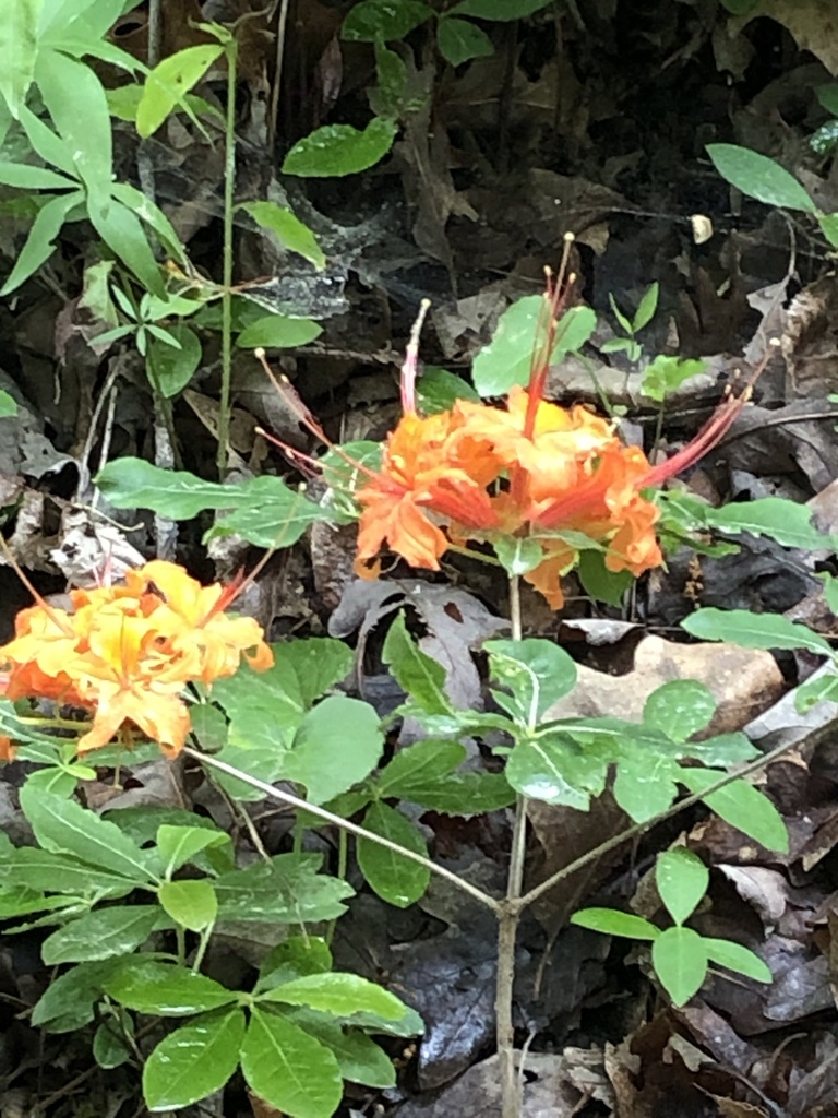 Flame Azalea from Daniel Boone National Forest, Stearns, KY, US on May ...