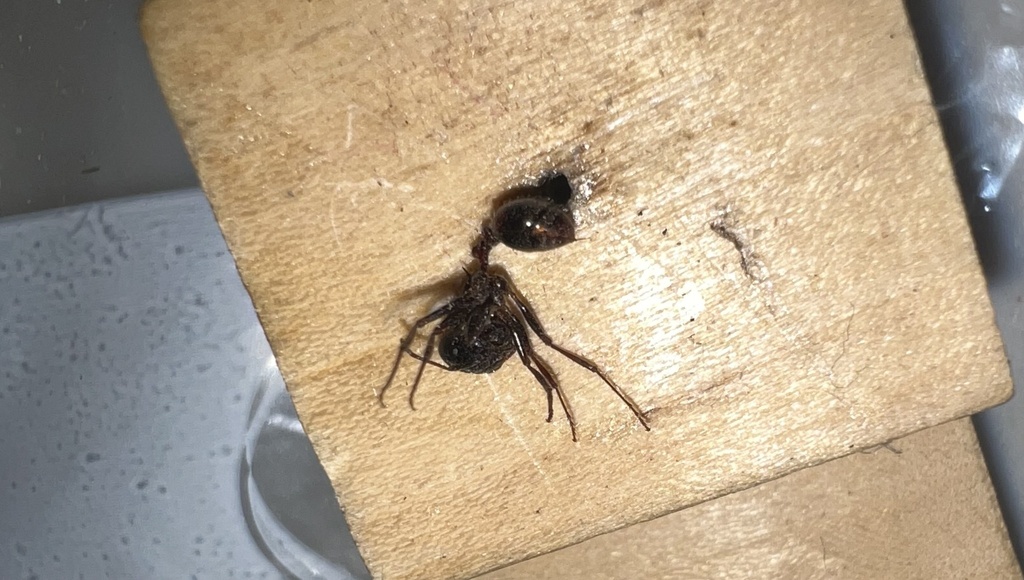 Myrmicine Ants from Corte San Julian, Perris, CA, US on May 29, 2023 at ...