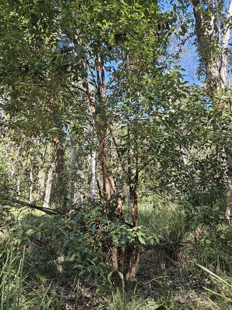 Camphor Tree in May 2023 by pcopping_ecp · iNaturalist