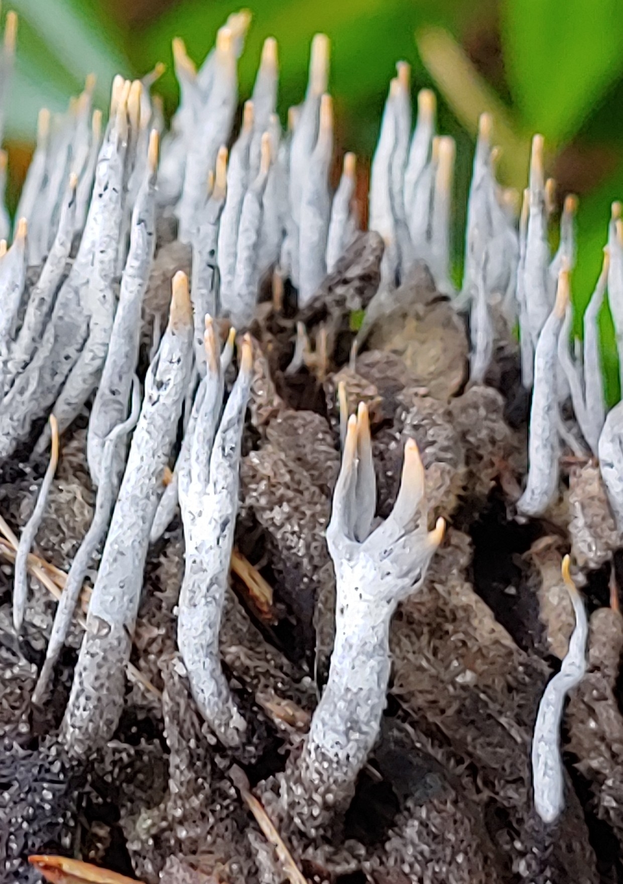 Xylaria magnoliae J.D.Rogers
