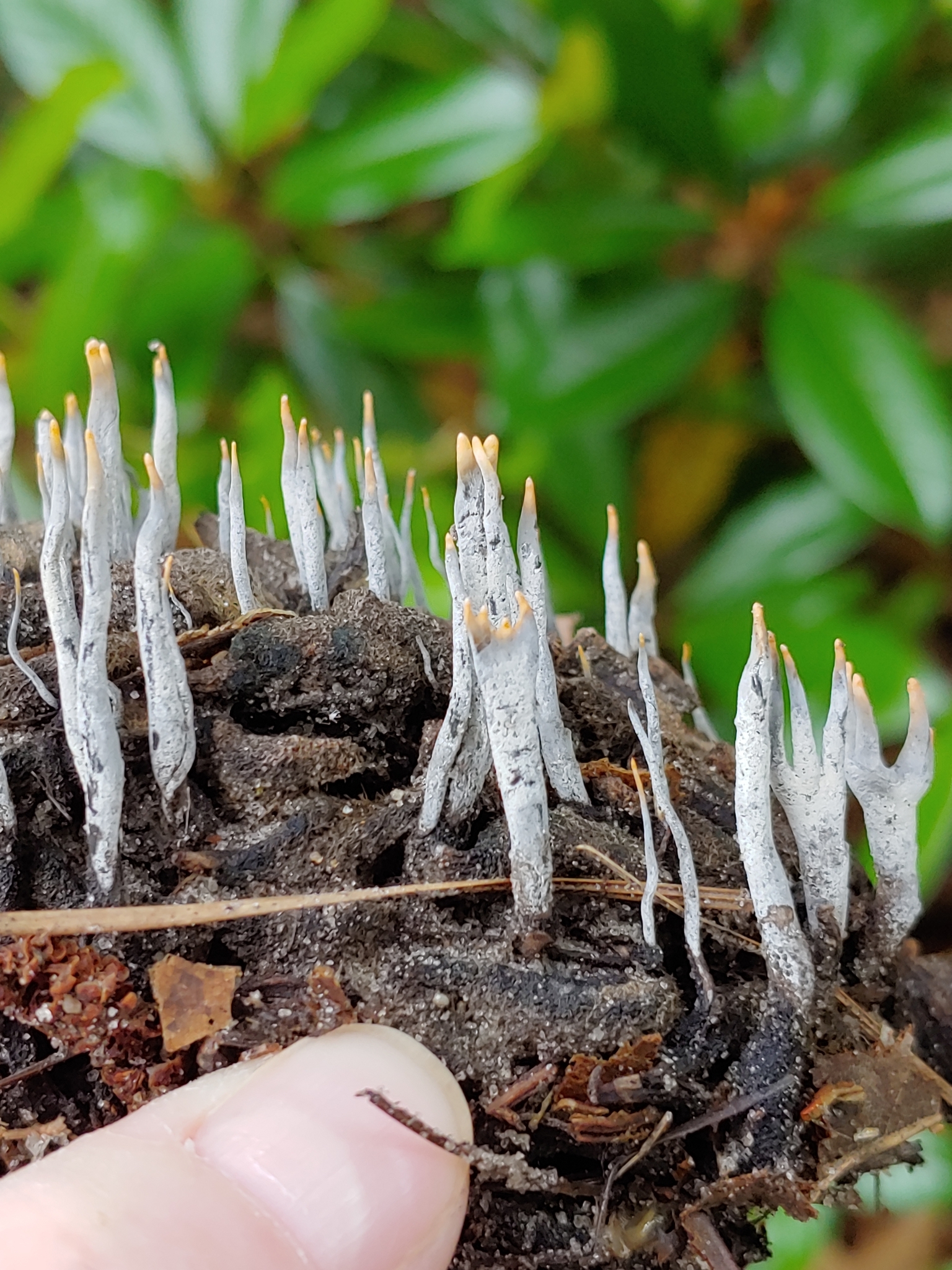 Xylaria magnoliae J.D.Rogers
