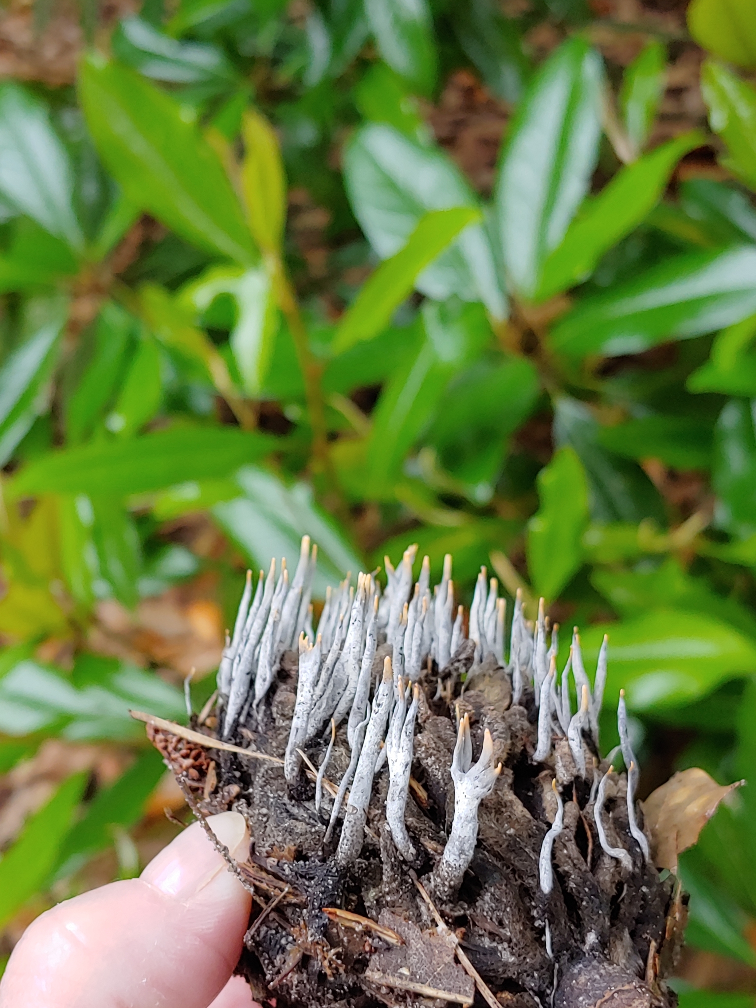 Xylaria magnoliae J.D.Rogers