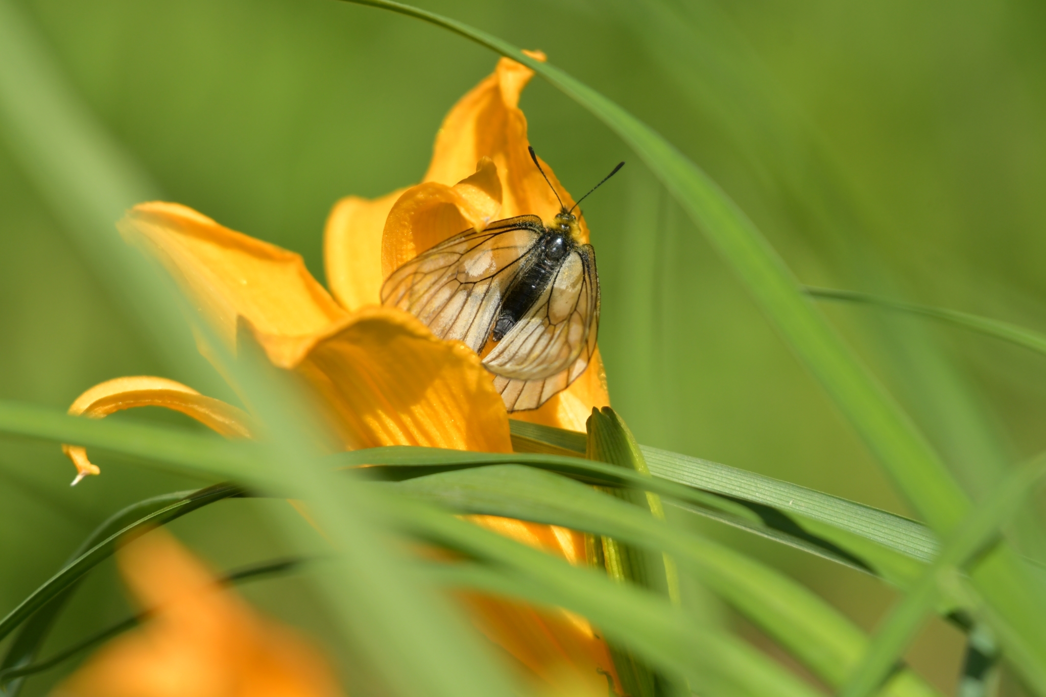 Parnassius stubbendorfii Ménétriés, 1849