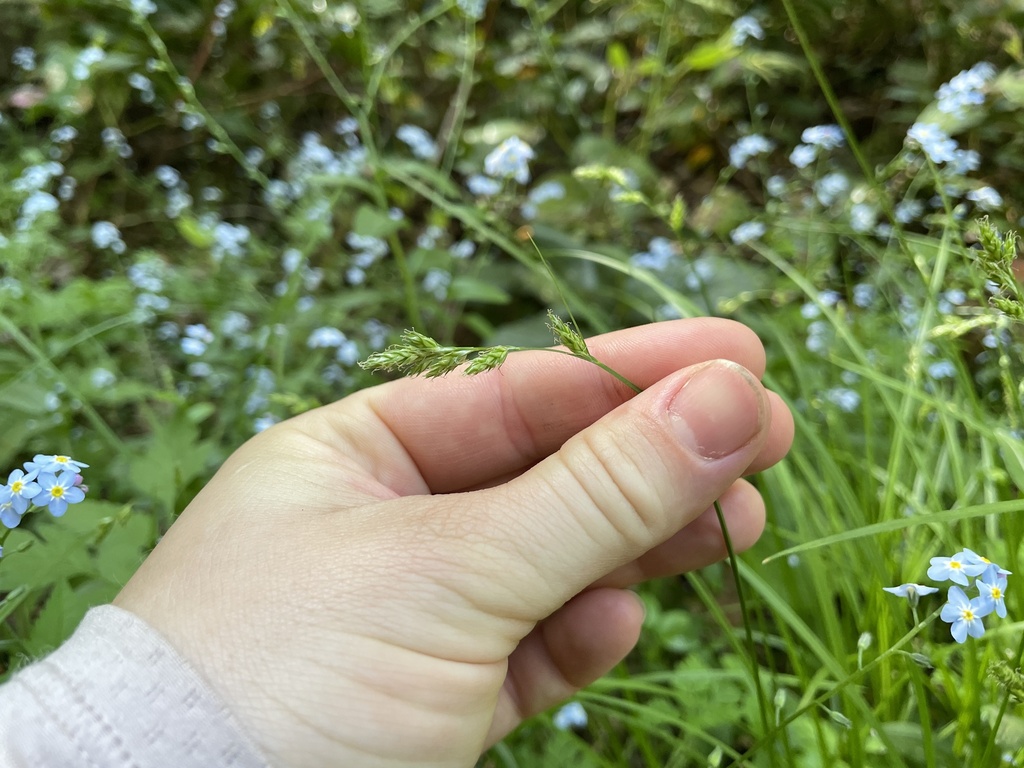 slender-footed sedge from Olympic National Park, Port Angeles, WA, US ...