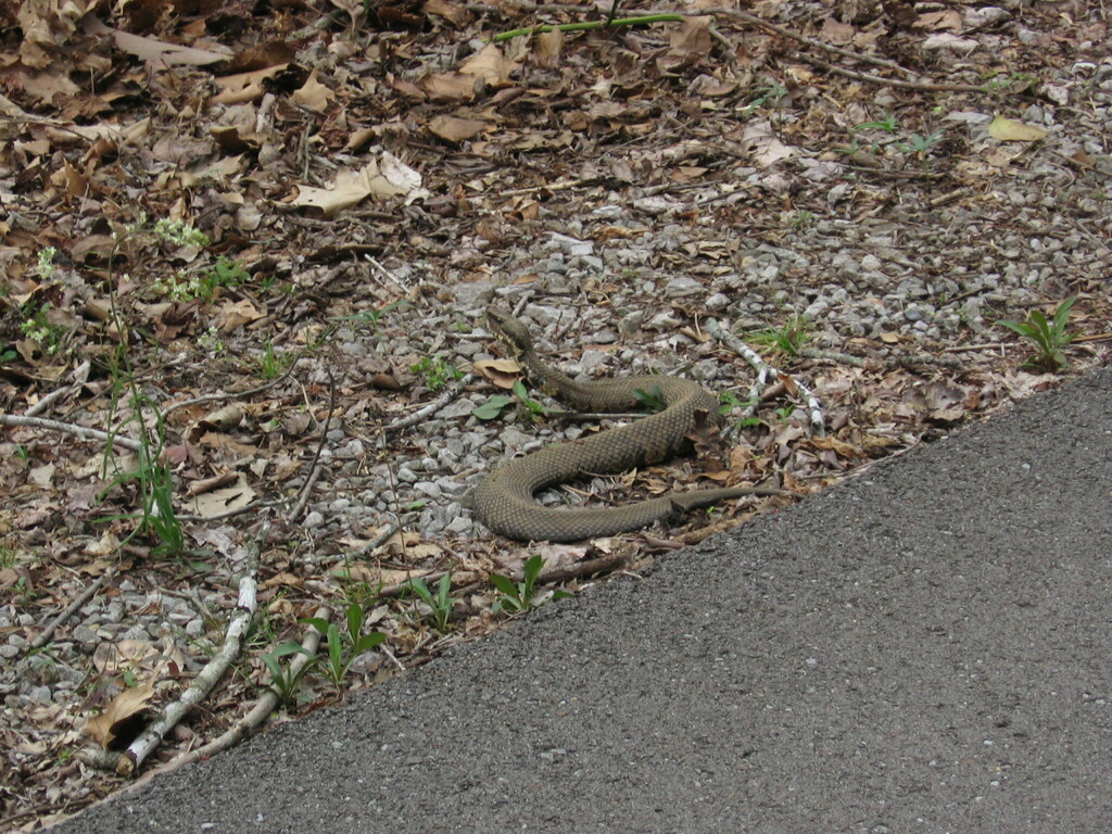 Northern Cottonmouth from Cheatham County, TN, USA on March 27, 2008 at ...
