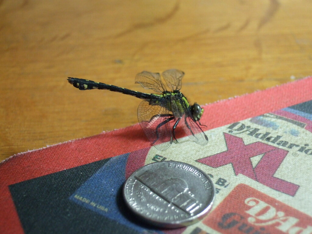 Pygmy Snaketail in May 2019 by Doug McWhirter. Found on floor in house ...