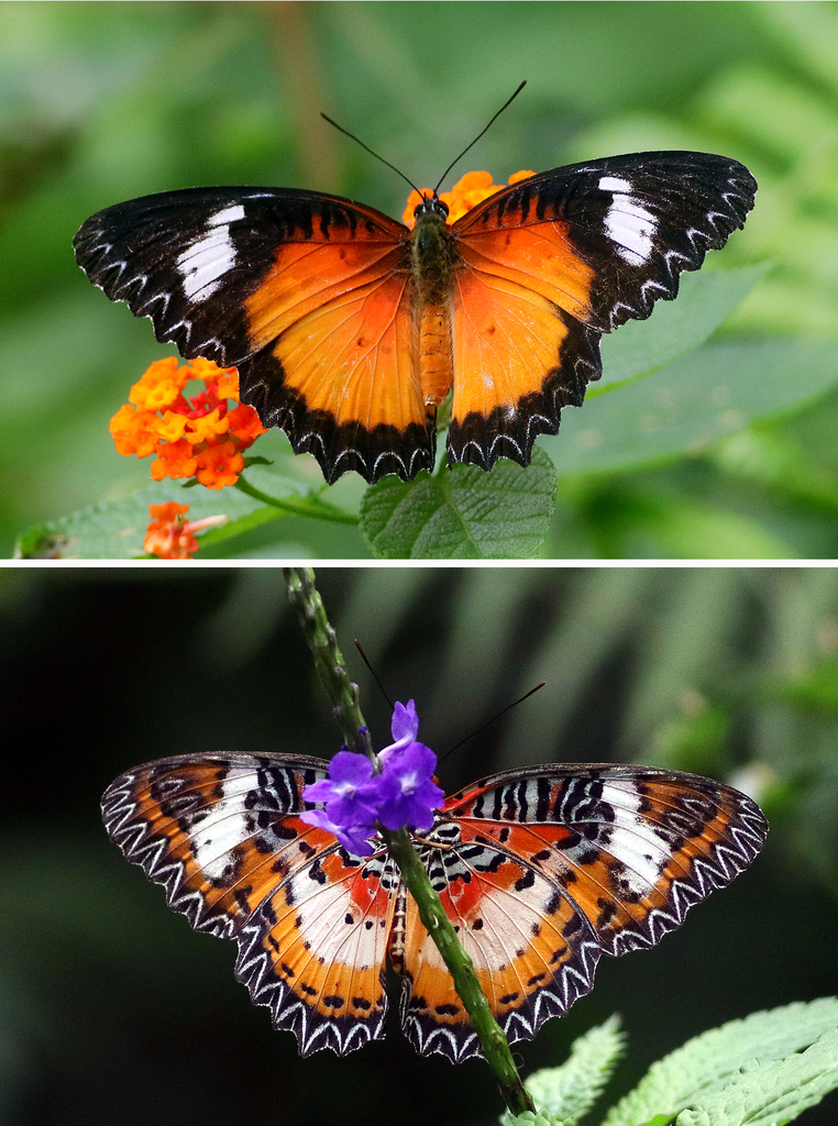 Cethosia luzonica pariana from Valencia, Negros Oriental, Philippines ...