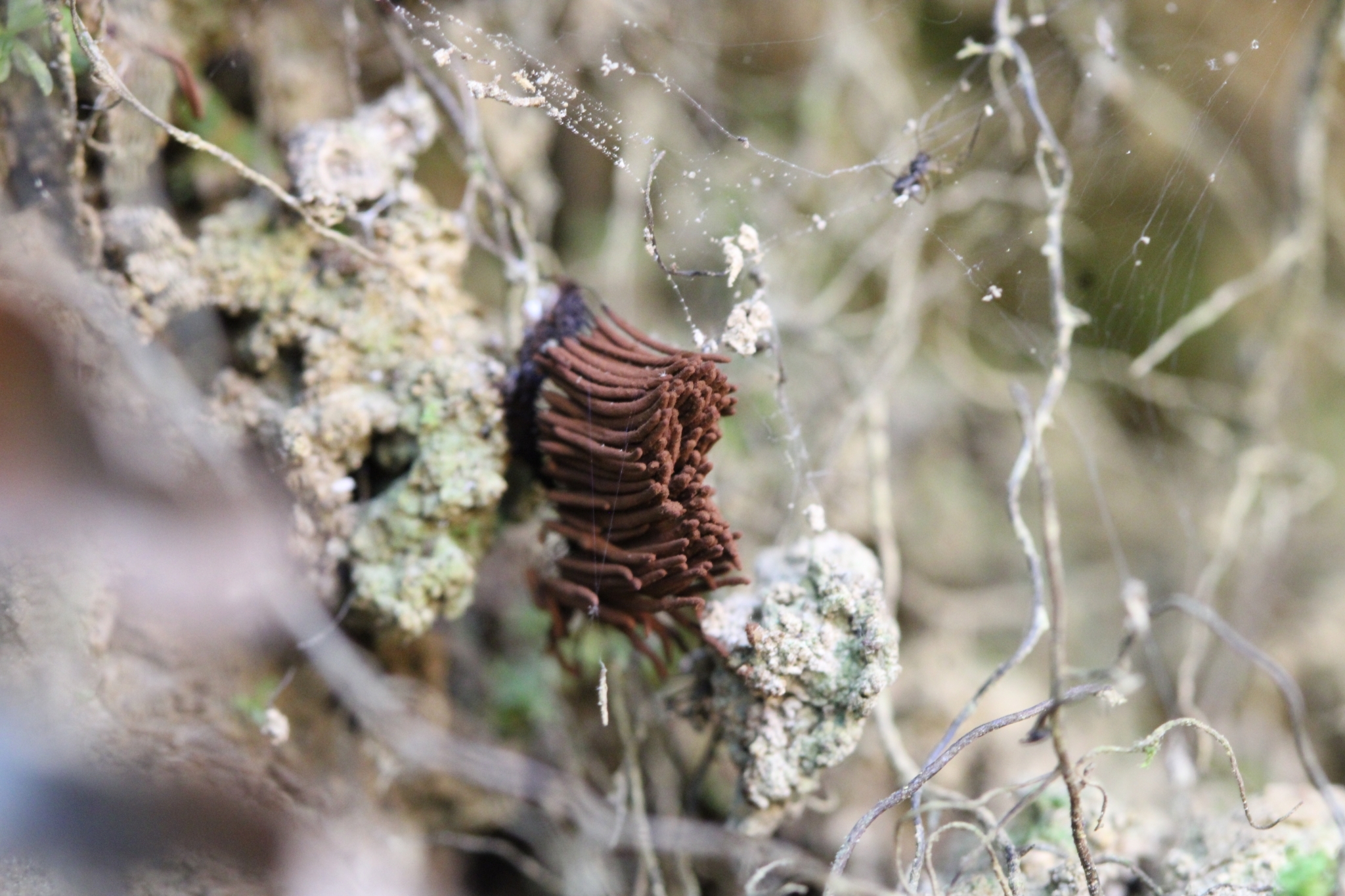 Stemonitis splendens Rostaf., 1874