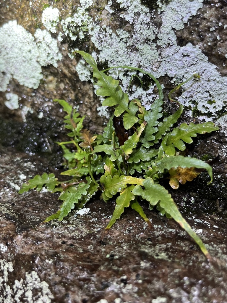 lobed spleenwort in May 2023 by Max Ramey · iNaturalist