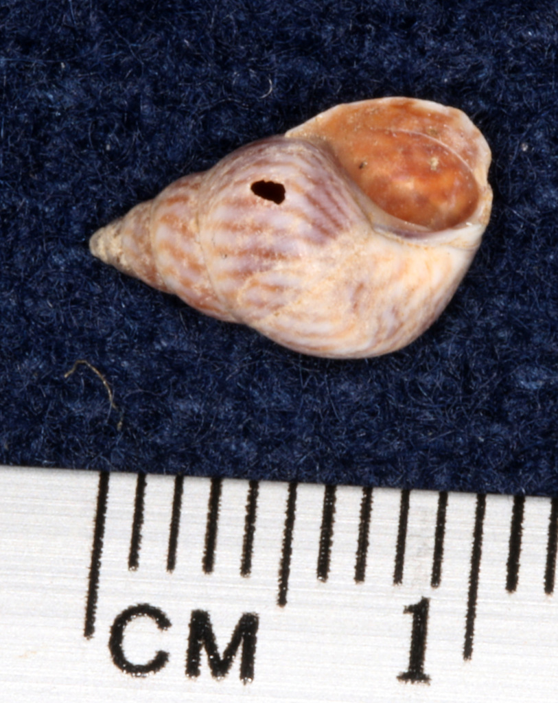 Scarlet Periwinkle from Mission Rocks Beach, uMkhanyakude District ...