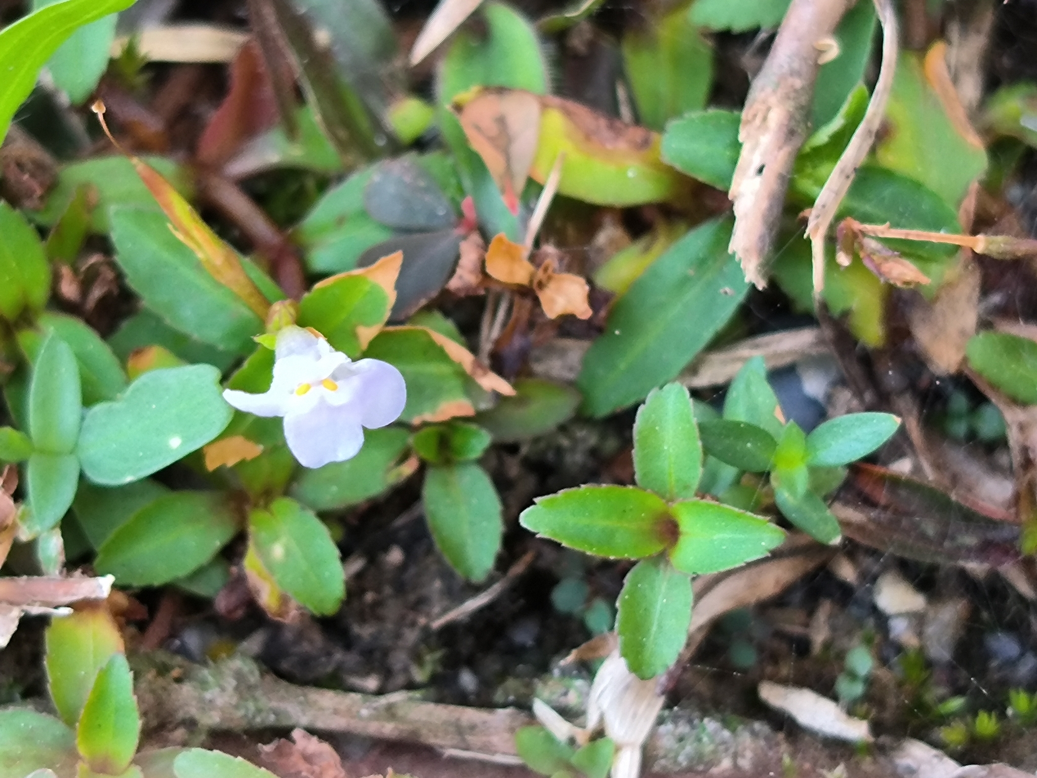 Bonnaya antipoda (L.) Druce