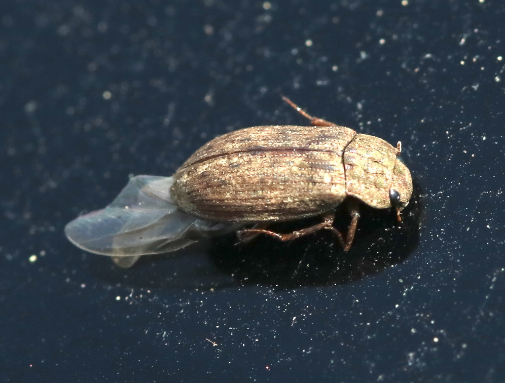 Helophorus from Outaouais, QC, Canada on May 23, 2023 at 04:02 PM by ...