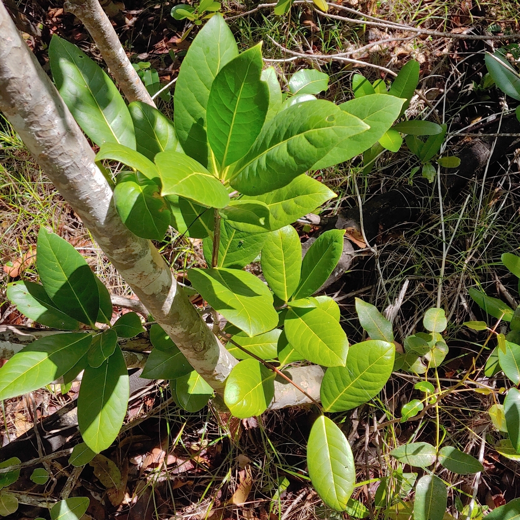 Wild Calabash from 9P9P+3HM, Aguada, Rincón 00602, Puerto Rico on May ...