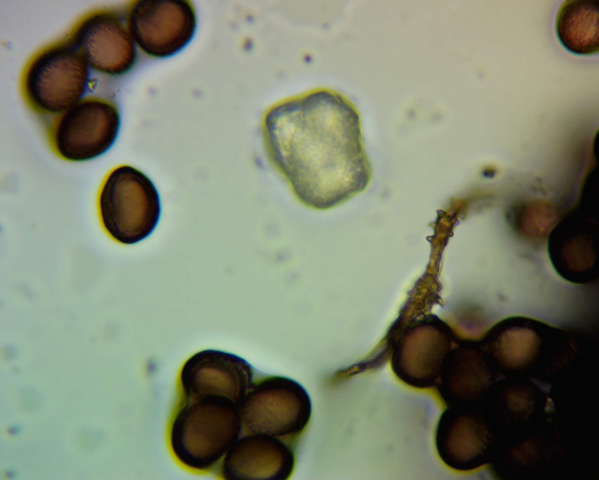 Didymium dubium Rostaf., 1874