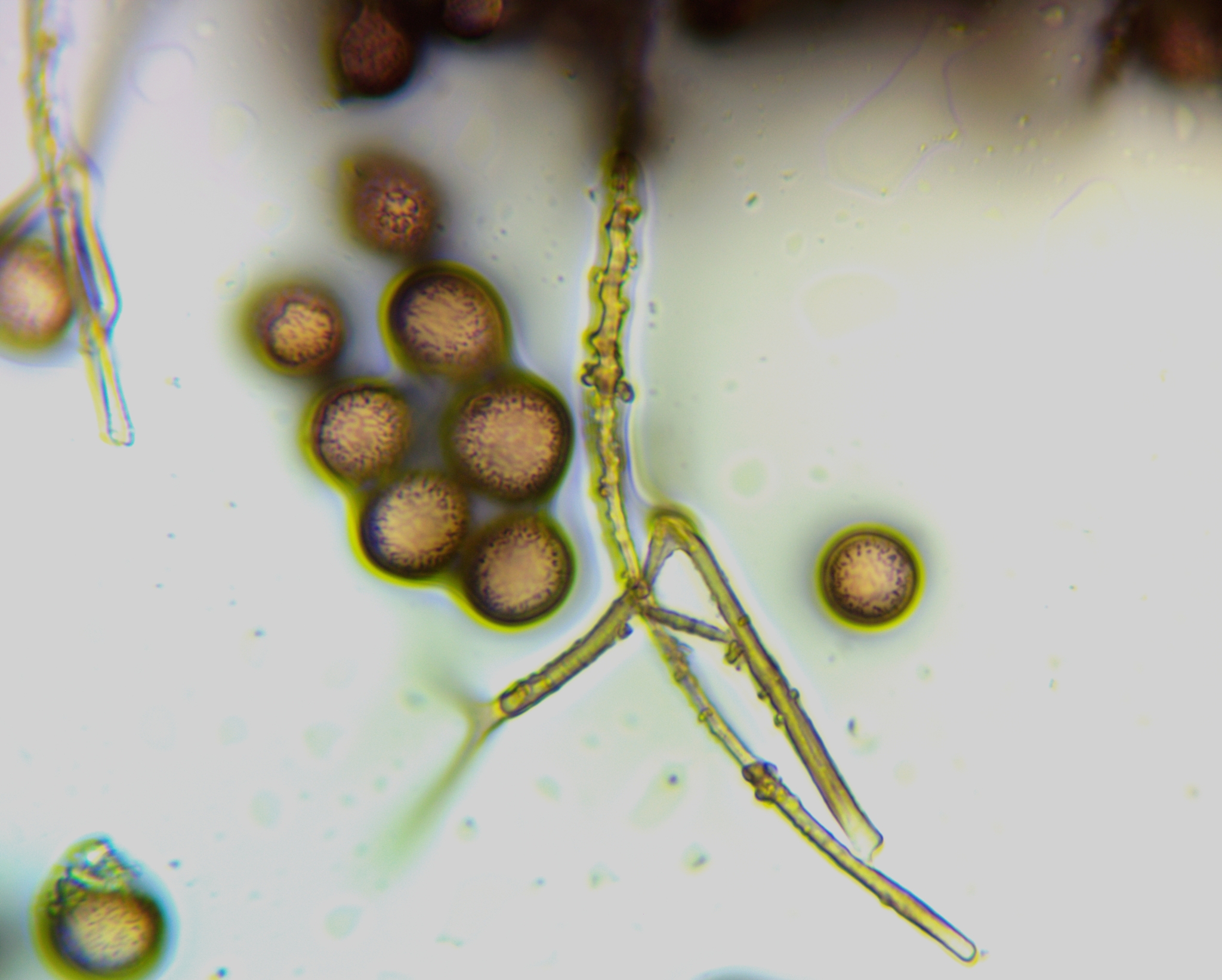 Didymium dubium Rostaf., 1874