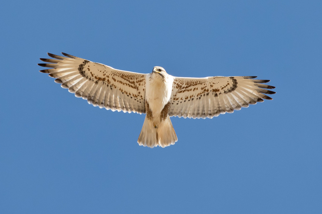 Ferruginous Hawk from Hwy 402 S of Amistad, NM on January 4, 2016 by ...