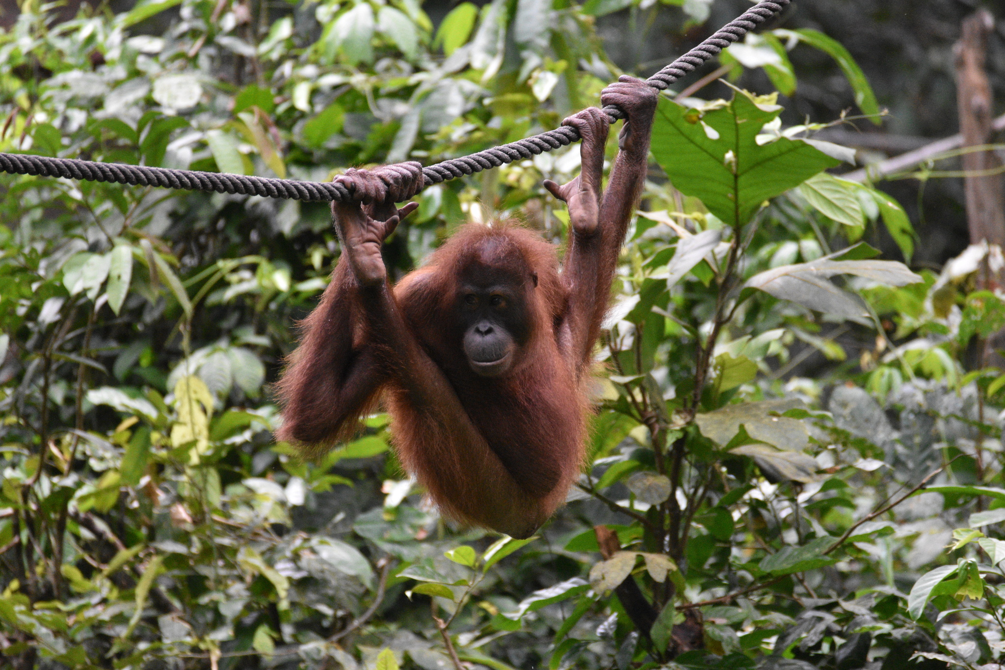 Pongo pygmaeus (Linnaeus, 1760)