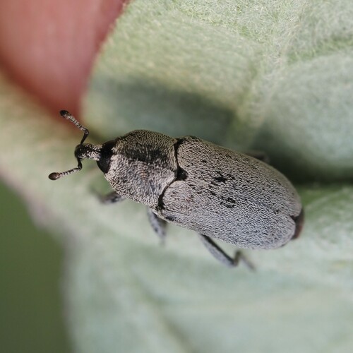 Texas Solanum Weevil (Trichobaris texana) · iNaturalist United Kingdom