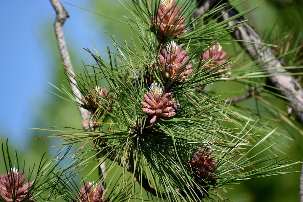 red pine from Rosemère, QC, Canada on May 29, 2023 at 08:12 AM by ...
