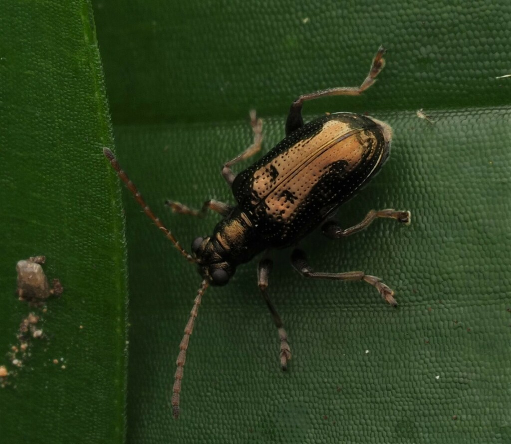 Tradescantia leaf beetle from Welbourn, New Plymouth, New Zealand on ...