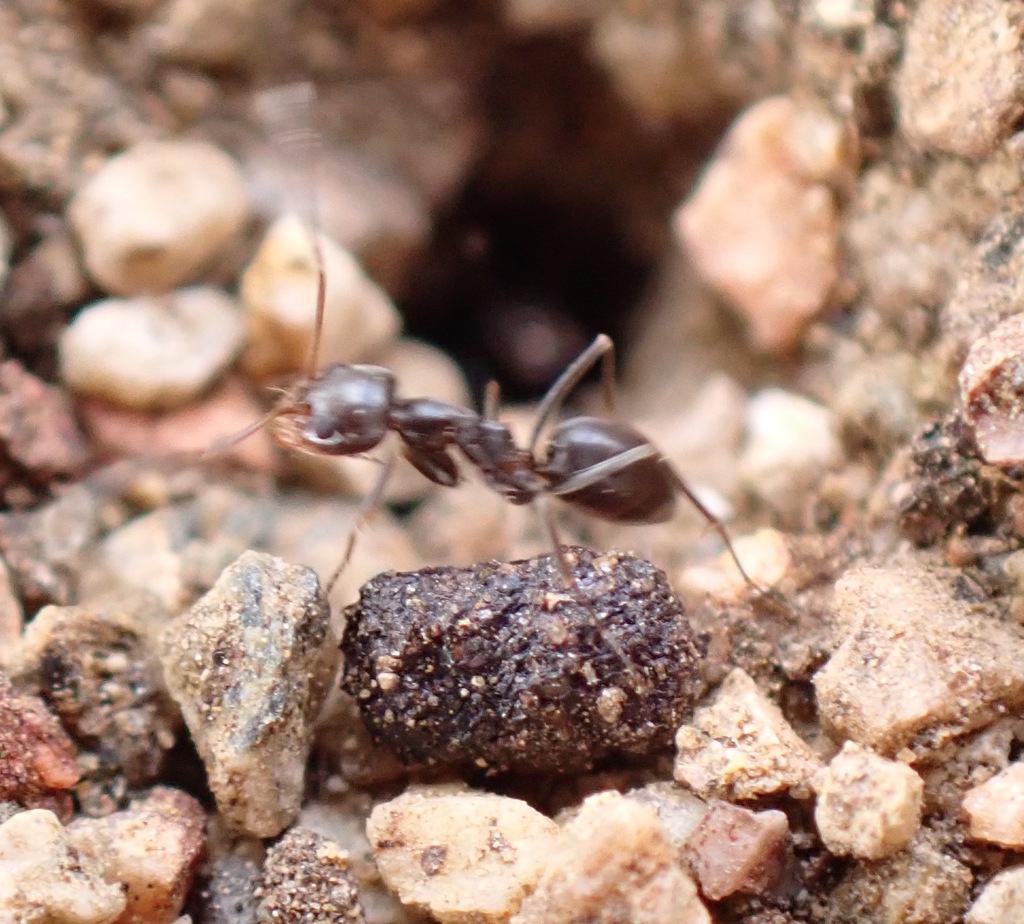 Pyramid Ants from Los Angeles County, CA, USA on May 29, 2023 at 02:48 ...