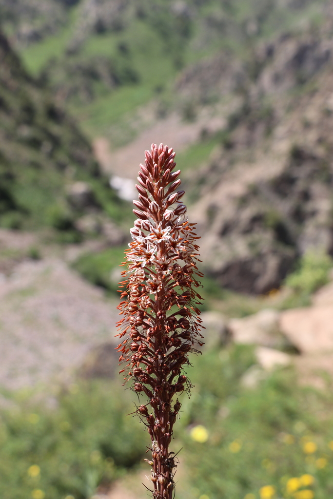 Eremurus regelii from Ахангаранский район, Узбекистан on May 25, 2023 ...