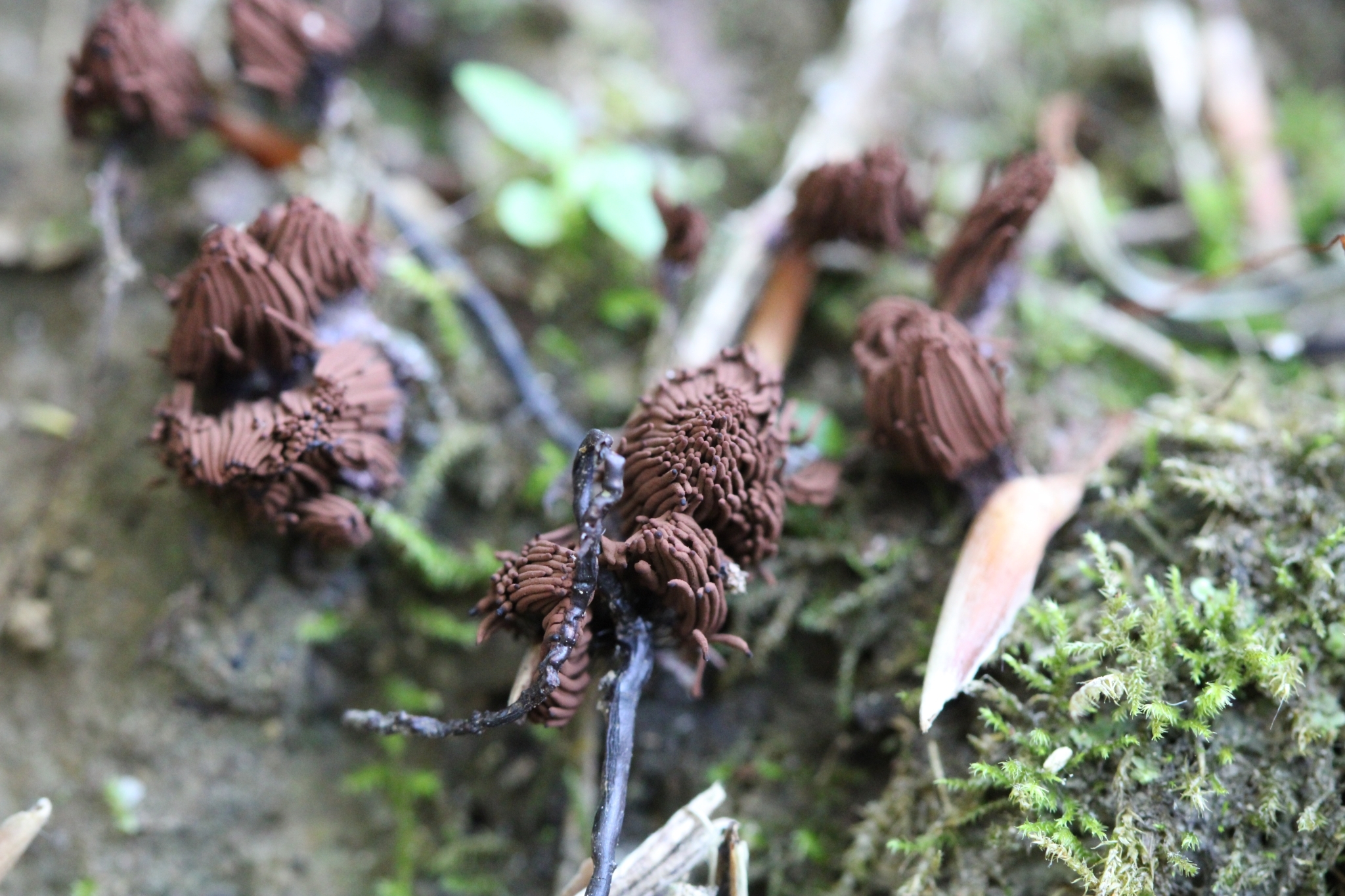 Stemonitis splendens Rostaf., 1874