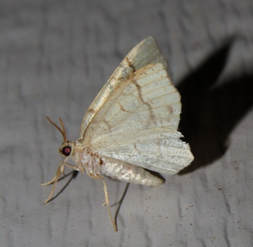 Horned Spanworm Moth (Animals of the Lower Mainland) · iNaturalist