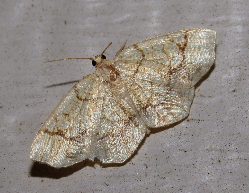 Horned Spanworm Moth (Animals of the Lower Mainland) · iNaturalist