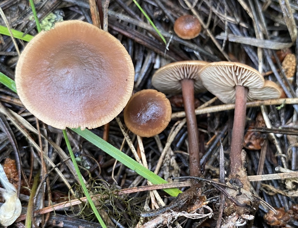 hairy-stalked collybia from Wallowa-Whitman National Forest, Baker City ...