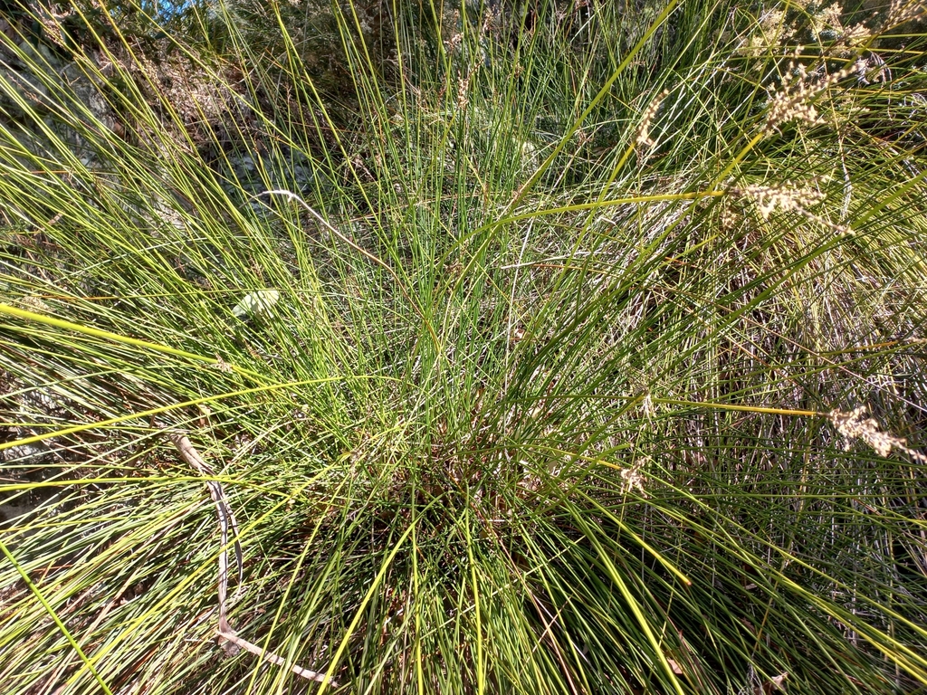 grasses, sedges, cattails, and allies from O'Reilly QLD 4275, Australia ...