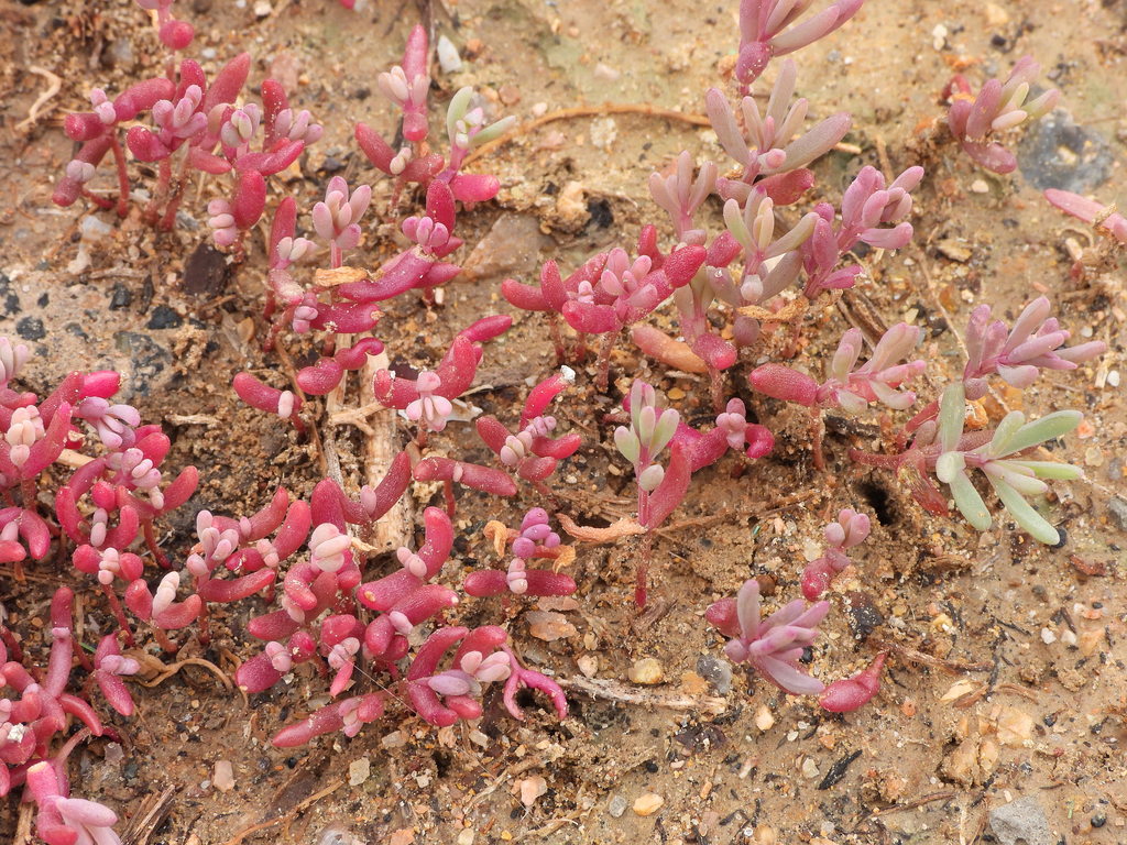 striped-stalked saltwort from Chengyang District, Qingdao, Shandong ...