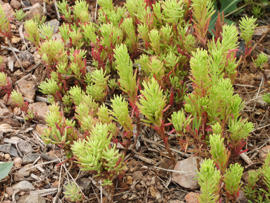 grass-leaved saltwort from Chengyang District, Qingdao, Shandong, China ...