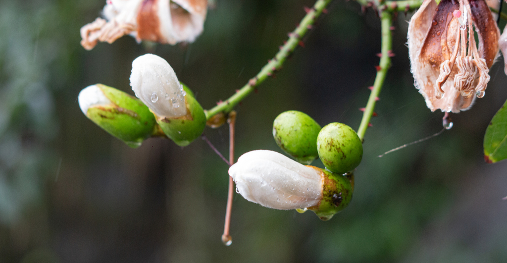 (Ceiba erianthos) - Botanical Realm