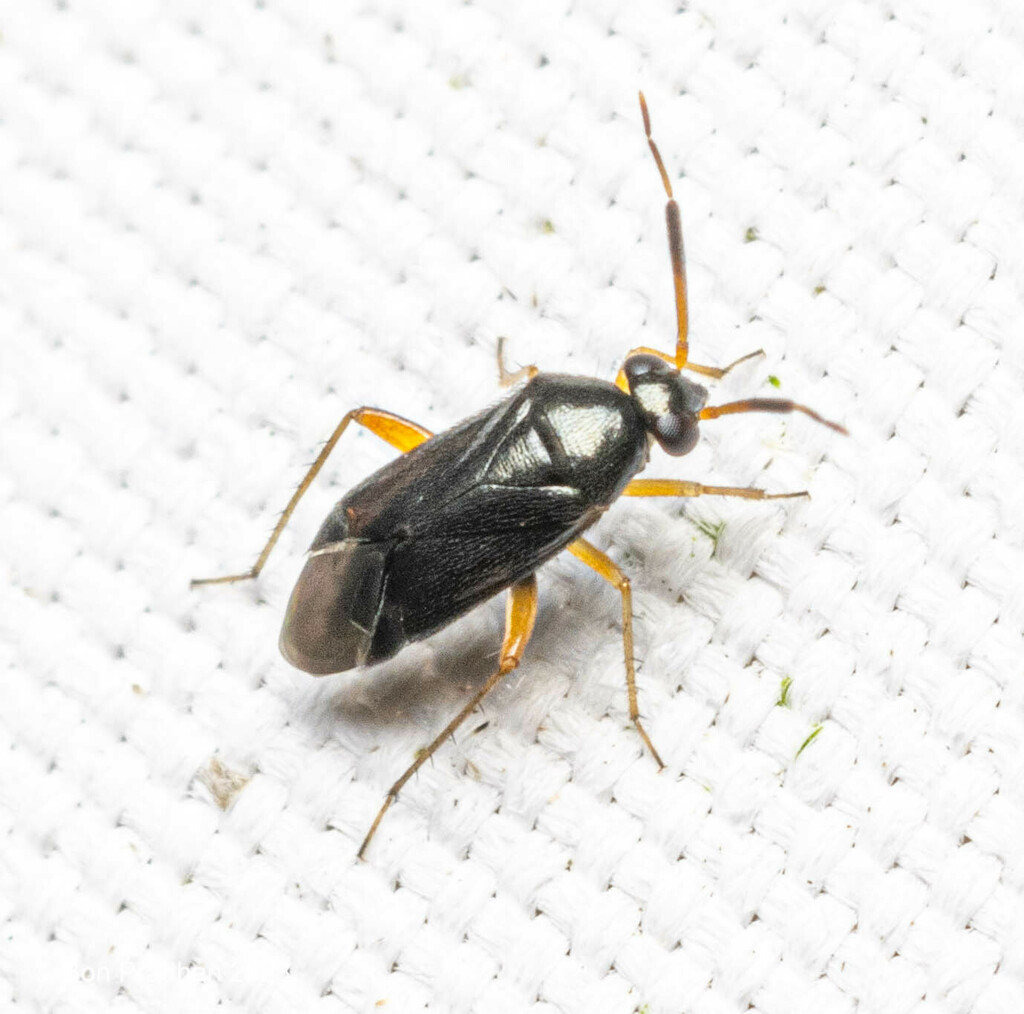 Plant Bugs from Darjeeling town, Gandhi Road, Darjeeling, West Bengal ...