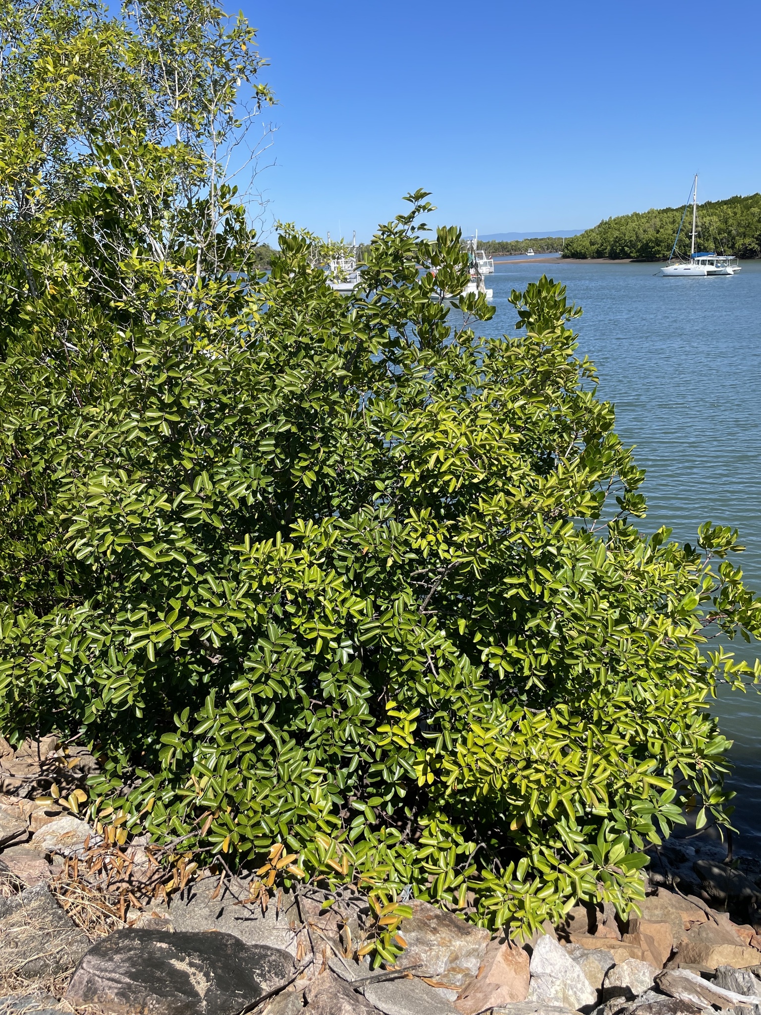 Xylocarpus moluccensis (Lam.) M.Roem.