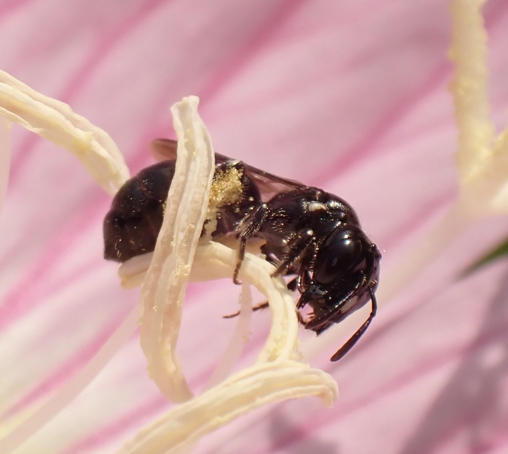 Cucumber Small Carpenter from Crete, Kolymvari, Crete, GR on May 29 ...