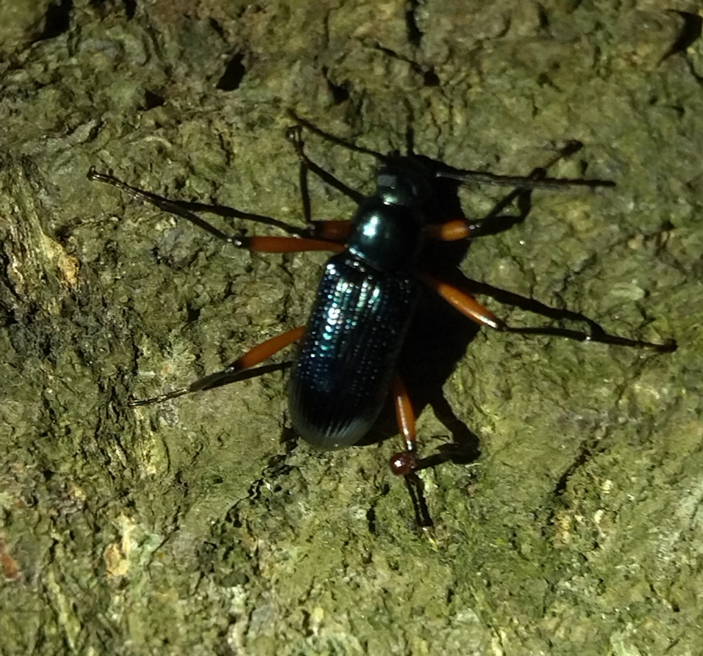 Strongylium erythrocephalum from 上水 on May 26, 2023 by hahahamo ...