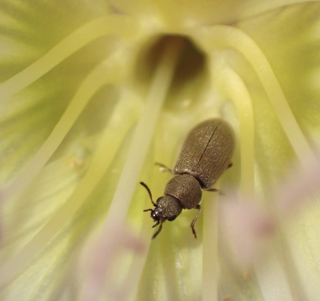 Dasytinae from Crete, Kolymvari, Crete, GR on May 29, 2023 at 03:52 PM ...